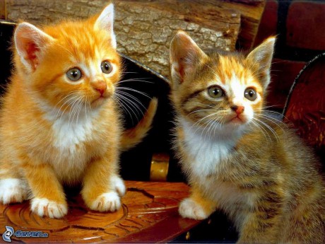 Iba To Najj - Fotoalbum - Mačičky :) - Mačičky :) - [obrazky.4ever.sk ...
