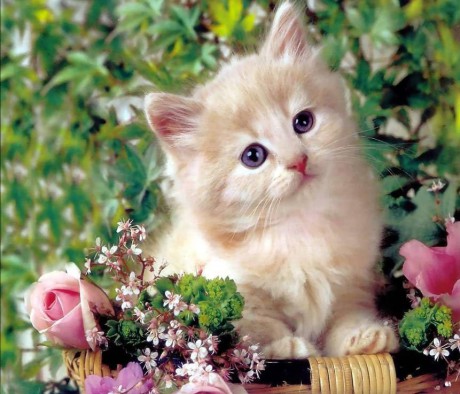 Iba To Najj - Fotoalbum - Mačičky :) - Mačičky :) - [obrazky.4ever.sk ...