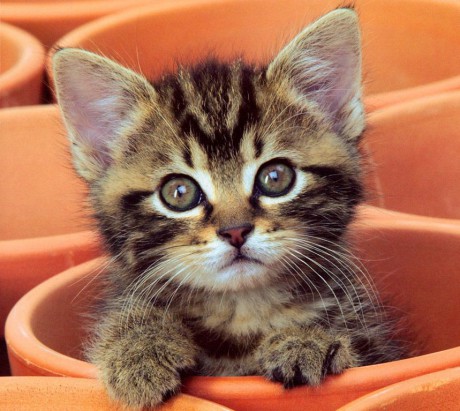 Iba To Najj - Fotoalbum - Mačičky :) - Mačičky :) - [obrazky.4ever.sk ...